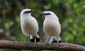 Full-Day Itinerary to Explore Lovely Birdwatching in Bali ...