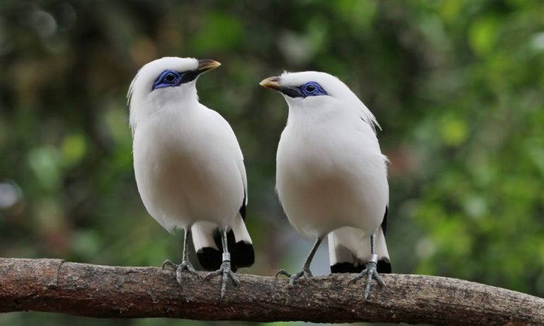 Full-Day Itinerary to Explore Lovely Birdwatching in Bali ...